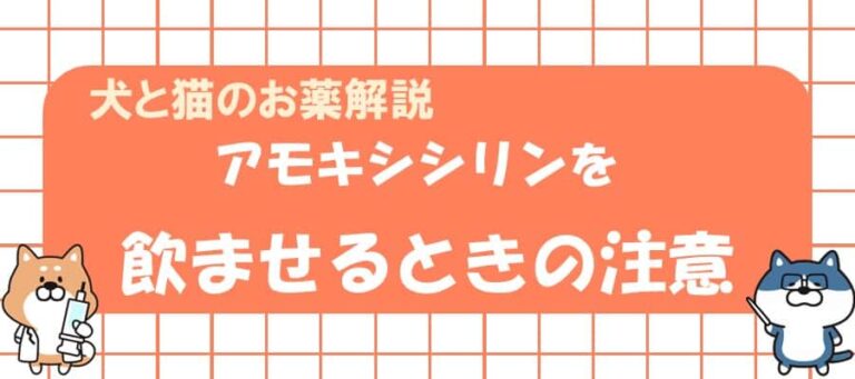 獣医師執筆 アモキシシリン、アモキクリアの効果や副作用、飲ませ方をわかりやすく説明します どこでも獣医学～ドコジュウ～