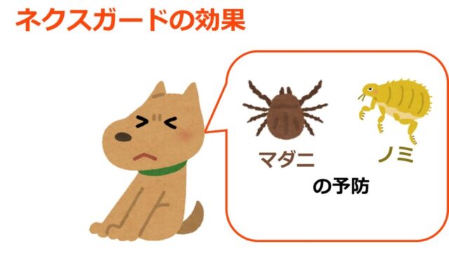 【獣医執筆】ネクスガードの効果や副作用、飲ませ忘れ時の対処法について解説します! どこでも獣医学~ドコジュウ~