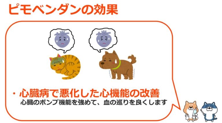 犬猫お薬解説 ピモベハート、ベトメディンピモベンダンの効果や副作用、飲ませ方を現役獣医師がわかりやすく解説！ どこでも獣医学～ドコジュウ～